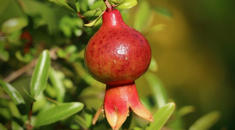 Cultiver et Entretenir un Grenadier : Conseils d'un Expert Horticole